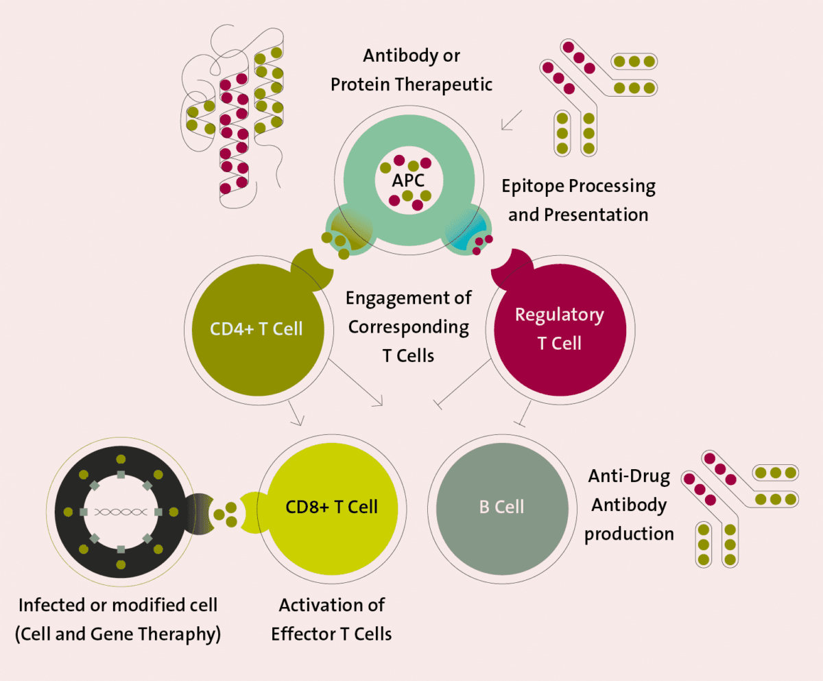 immunogenicity and immunotoxicity assays – Provitro
